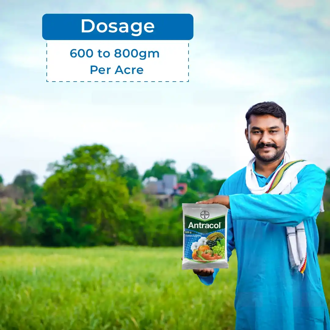 Buy Antracol Fungicide|Propineb
