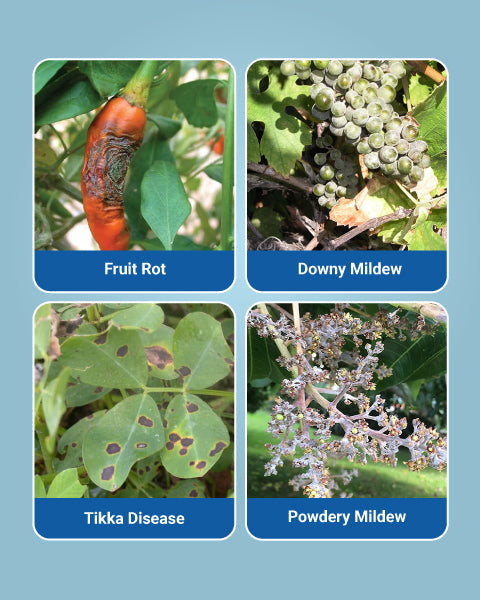 Saaf – Dual Action Protection Against Fungal Diseases