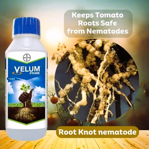 Buy Velum Prime Nematicide - Buy Online | Nematode Control