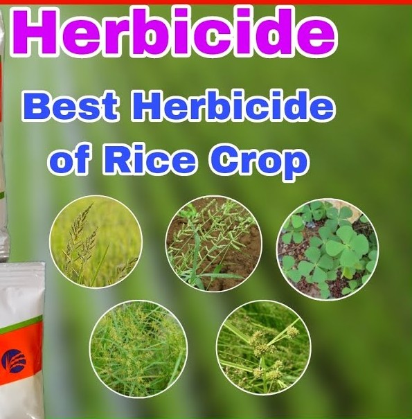 Buy Bayer Council Herbicide | Weed Control