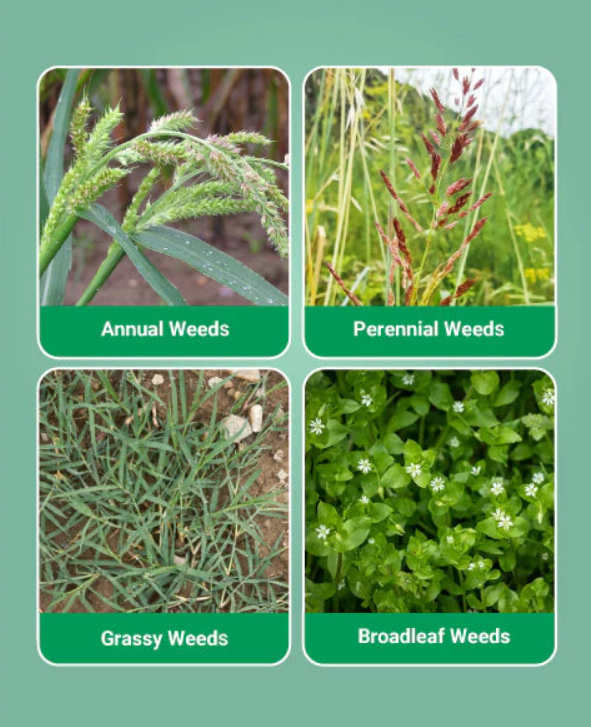 Buy Roundup Herbicide - Buy Online | Weed Control