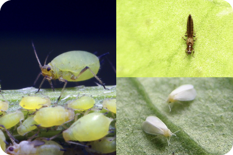 Buy Bayer Movento Insecticide | Pest Control
