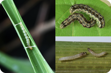 Buy Bayer Fame Insecticide | Pest Control