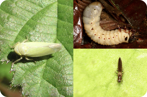 Buy Lesenta Insecticide - Buy Online | Pest Control