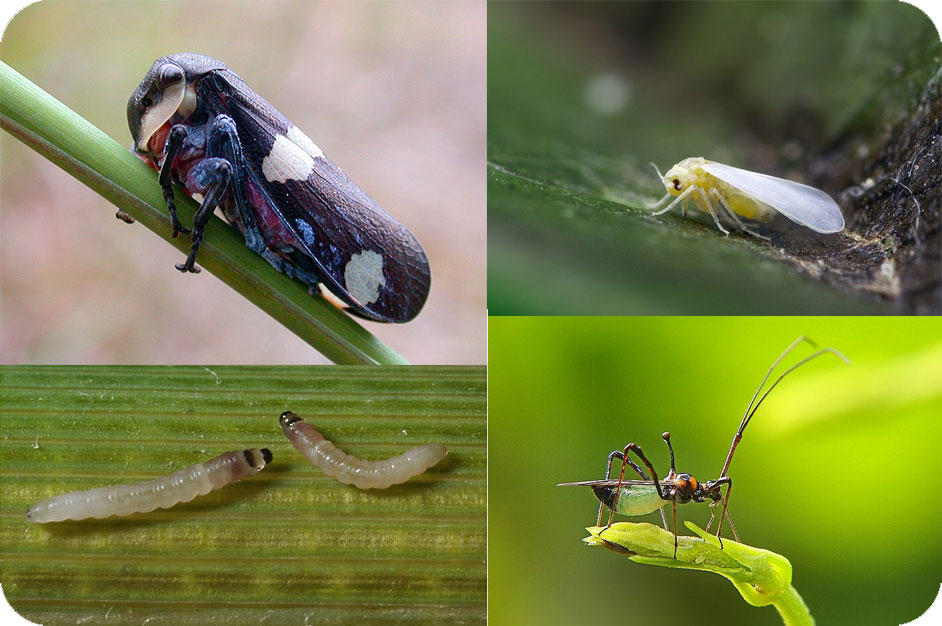 Bayer Alanto Insecticide | Pest Control