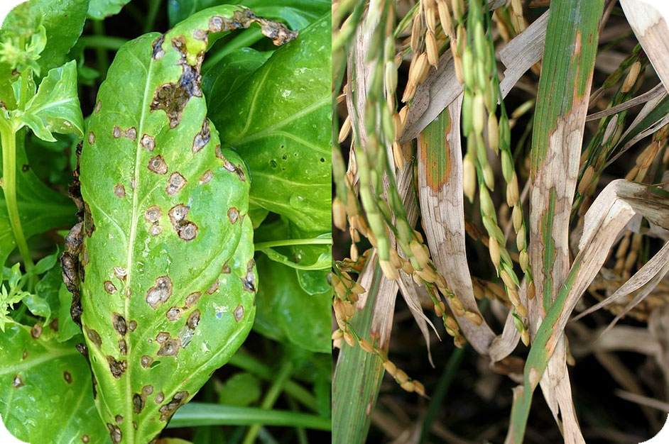 Buy Folicur Fungicide | Tebuconazole