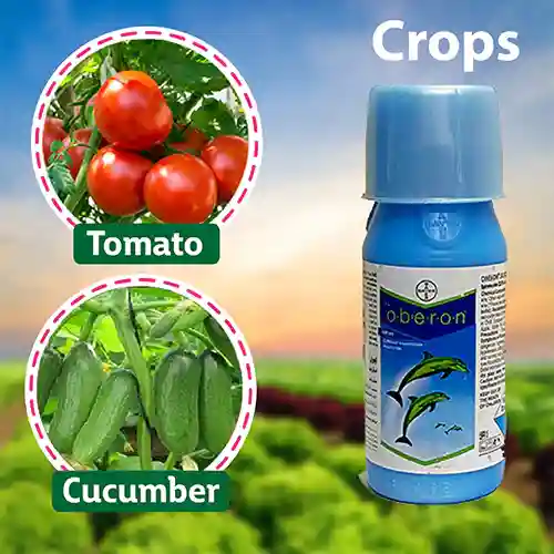 Buy Solomon Insecticide - Buy Online | Pest Control